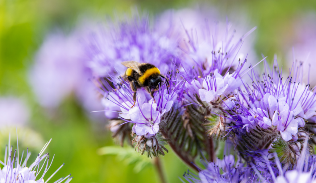 New GRI Biodiversity Standard available for use by companies around the ...